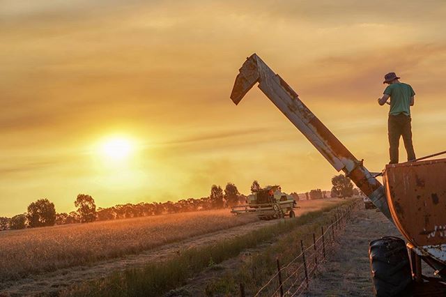 Randall Organic Rice | WWOOF Australia