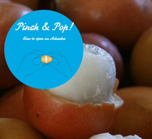 What is Achacha Fruit? WWOOF in QLD and find out today! | WWOOF Australia