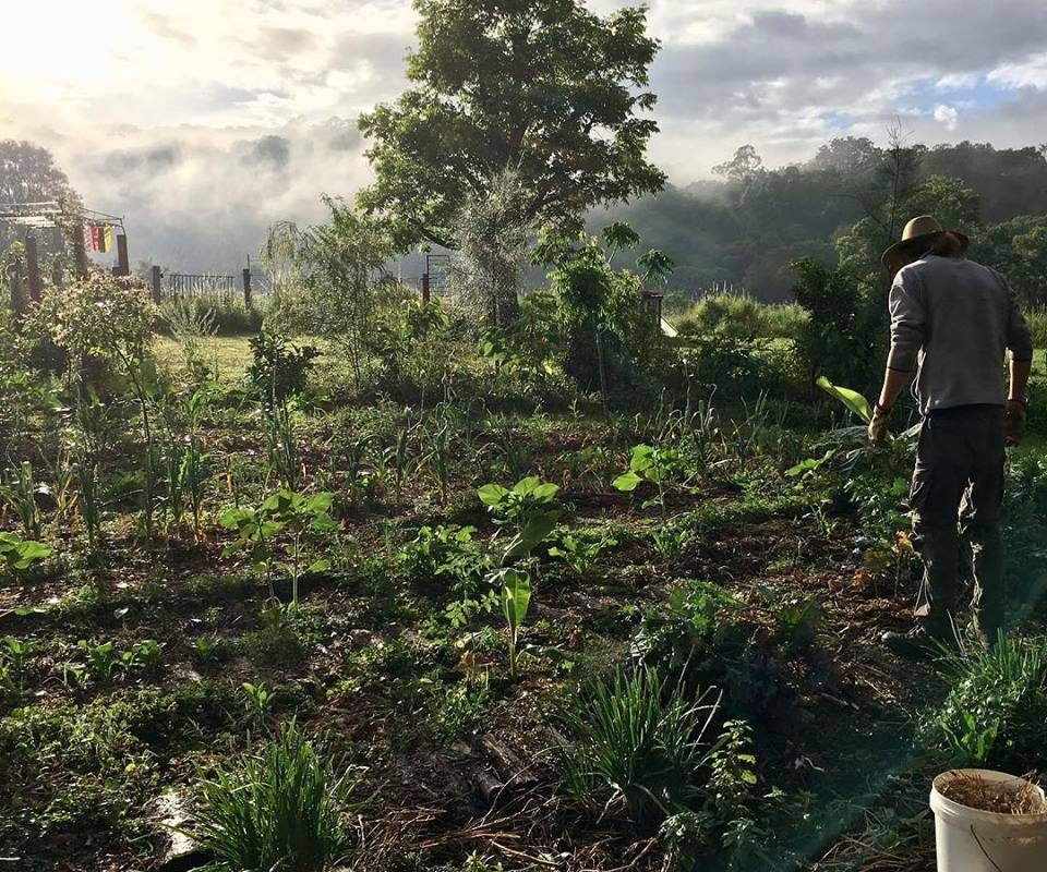 Learn Syntropic Agriculture WWOOFing | WWOOF Australia