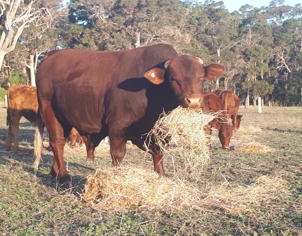 WWOOF in Western Australia today! | WWOOF Australia