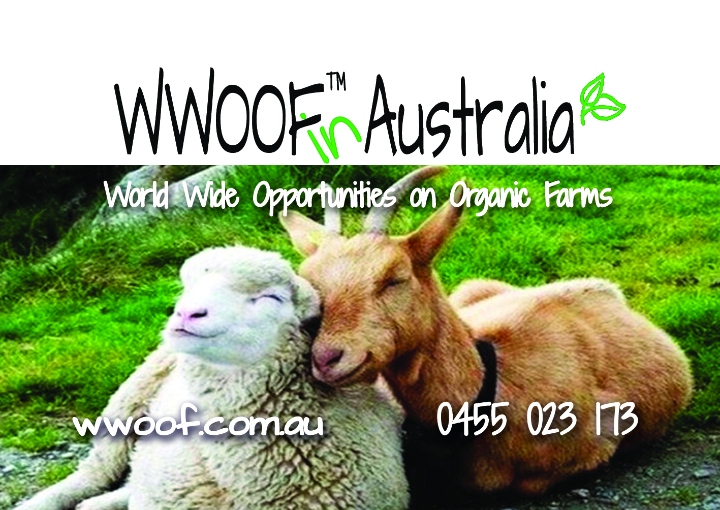 Just over 8 weeks until Christmas | WWOOF Australia