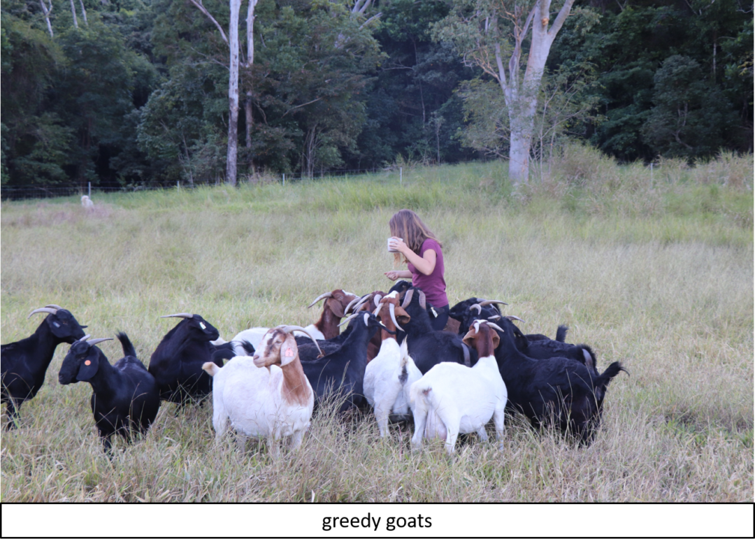 Thank you WWOOF Australia | WWOOF Australia