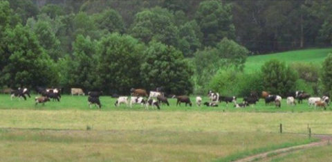 WWOOFers sharing their experience. | WWOOF Australia