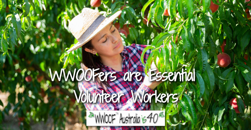 WWOOFers are Essential Volunteers | WWOOF Australia