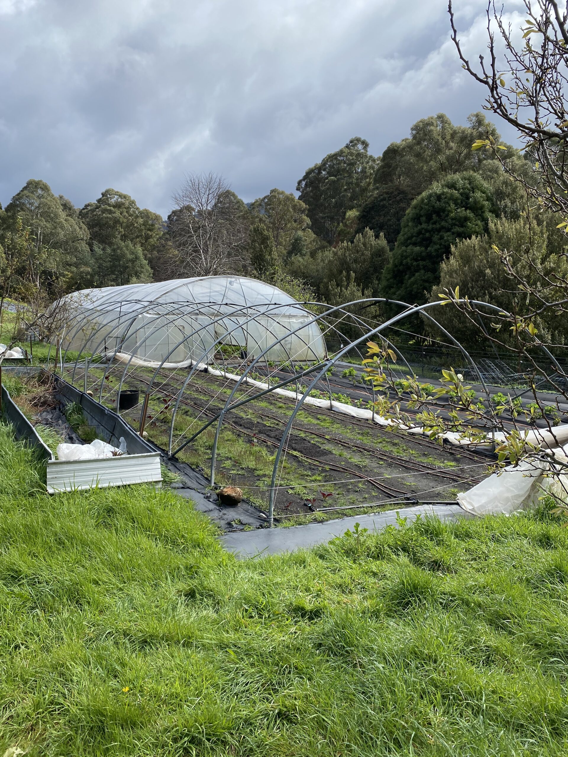 Micro Farming in Tasmania – WWOOF Australia
