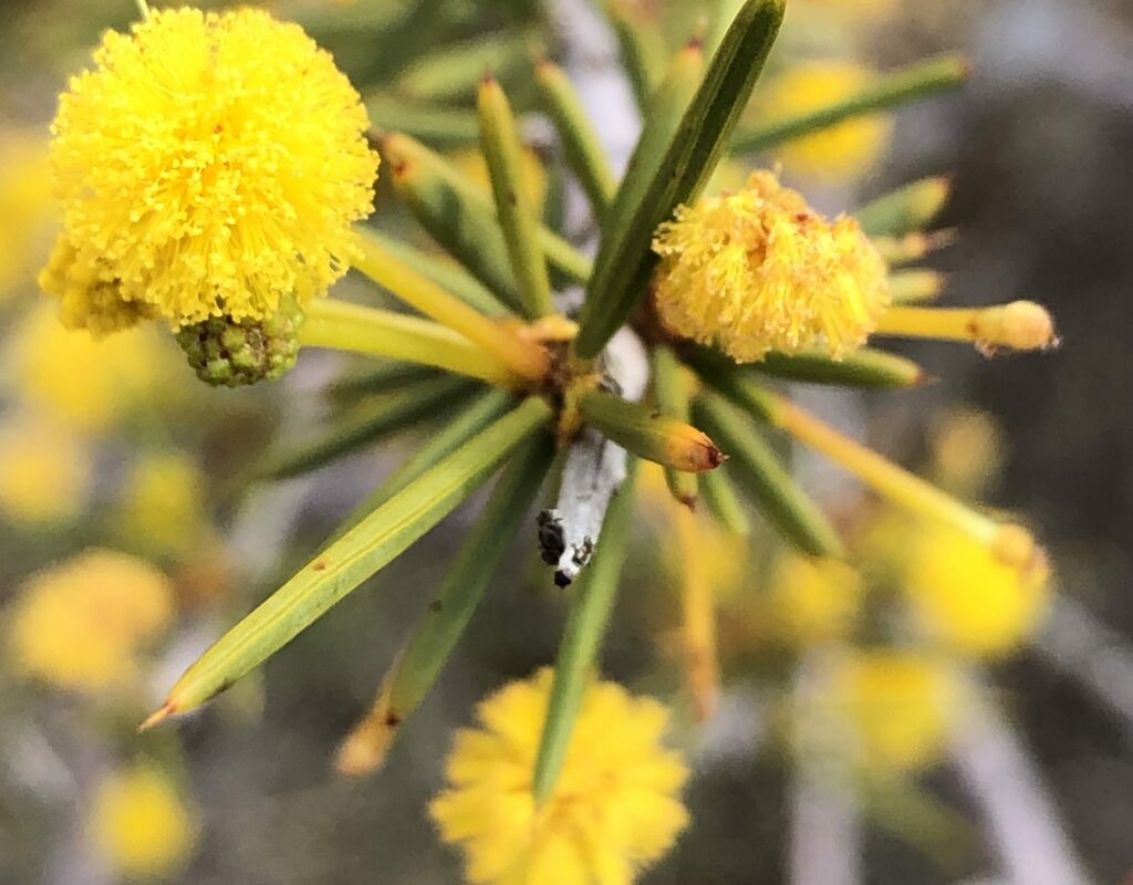 A REAL Outback Experience – WWOOF Australia