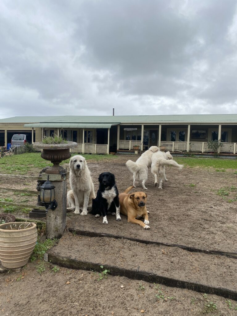 WWOOFing in Australia – Jess’ Story – WWOOF Australia