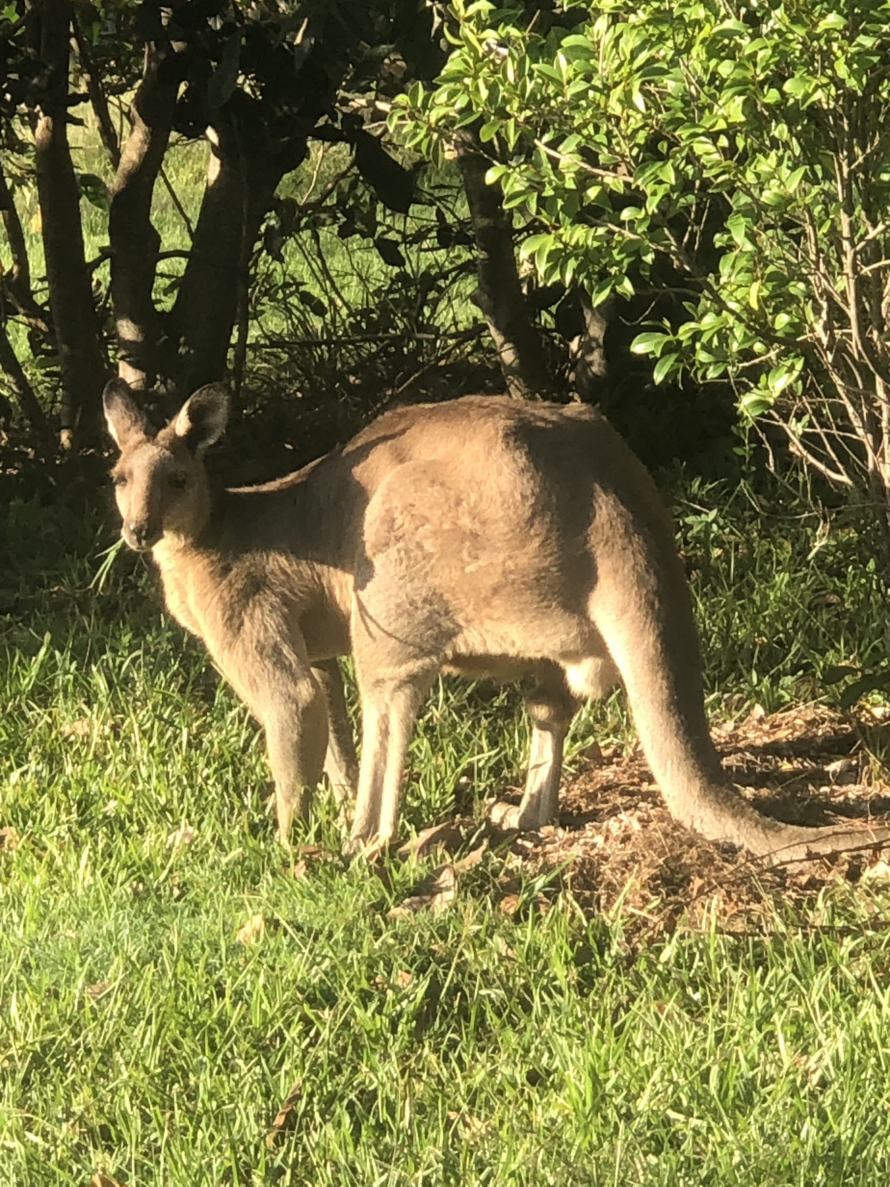 Graham – WWOOF Australia
